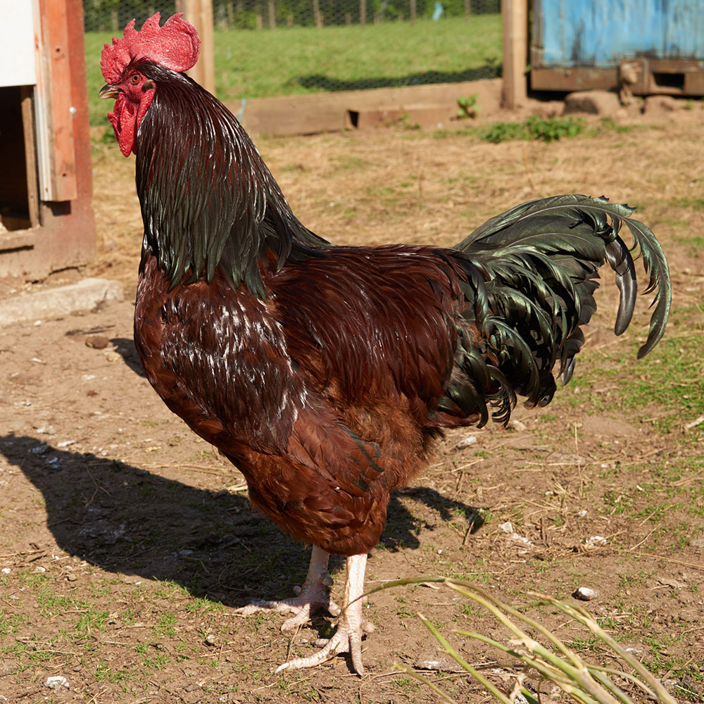 Red Sussex Breeder in Northumberland | Bobs Hens